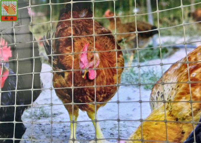 Gray Plastic Poultry Nets, Plastic Poultry Netting, 1M High, 30M Length ...