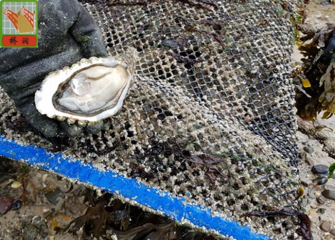 0.915m Width Oyster Nets Aquaculture Netting 700GSM 9MM * 9MM Mesh Size