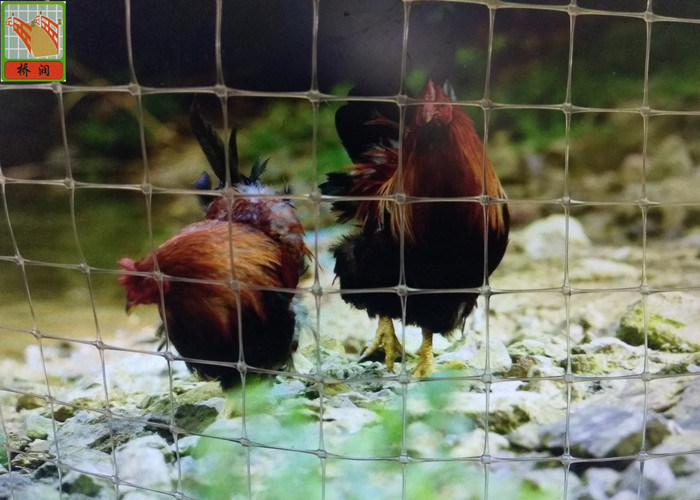 Transparent Plastic Poultry Netting, Plastic Poultry Netting, Chicken ...