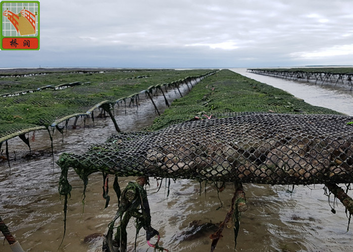 0.915m Width Oyster Nets Aquaculture Netting 700GSM 9MM * 9MM Mesh Size