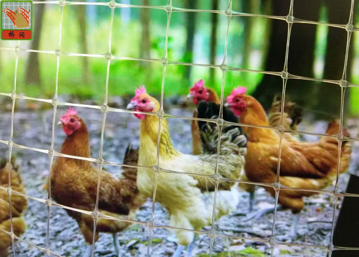 Transparent Plastic Netting Fence, Plastic Plastic Poultry Netting ...
